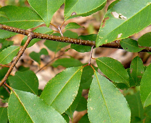 Livestock poisoning possible from wilting black (wild) cherry leaves ...