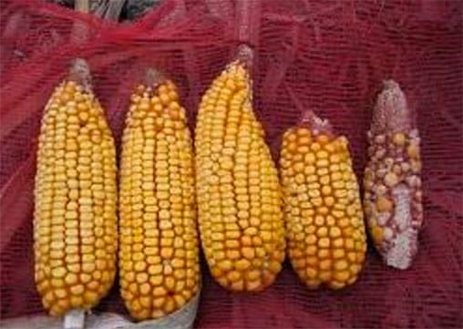 Combine settings for harvesting drought-stressed corn - Michigan Farm News