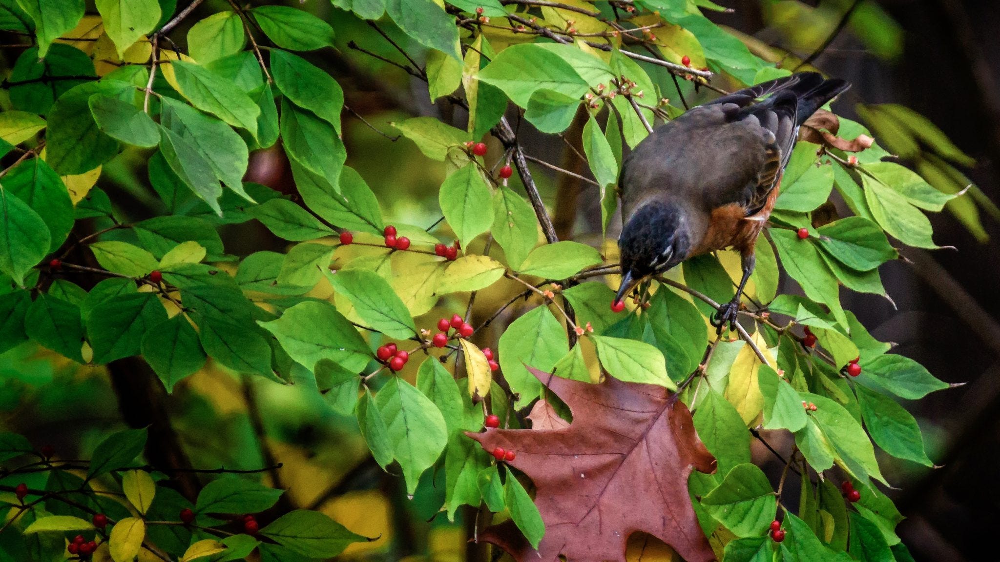 New website offers help identifying and managing woody invasive plants ...