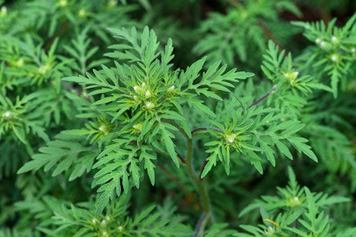 How to control giant ragweed - Michigan Farm News