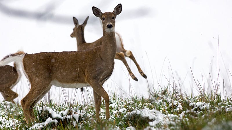 Bovine Tb In Michigan Deer