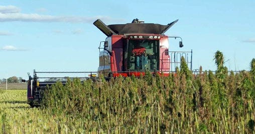 MSU Extension Bulletin on industrial hemp production available ...