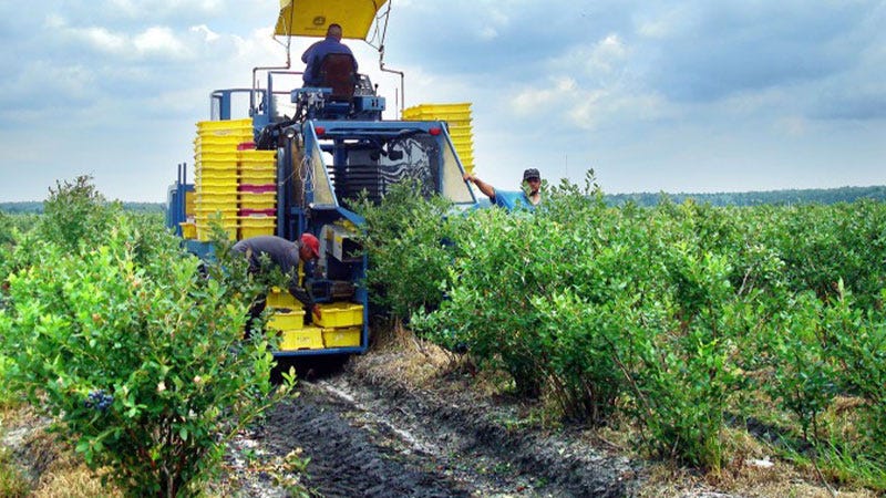 MSU awarded $1.13 million USDA grant to improve blueberry fruit quality ...