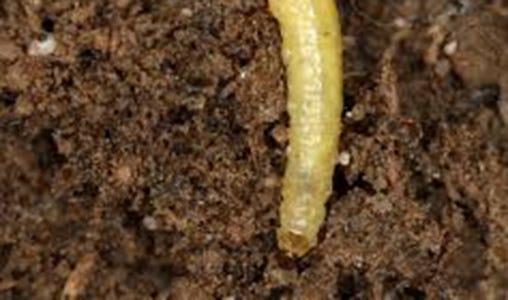 Six steps to identify corn rootworm damage - Michigan Farm News