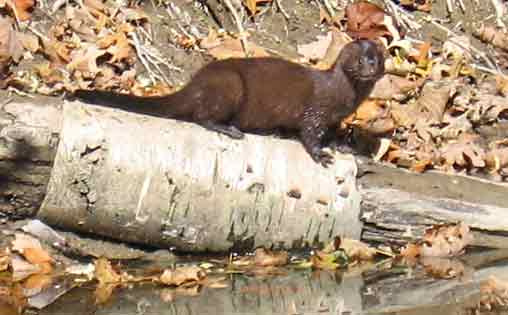 State mink production increases - Michigan Farm News