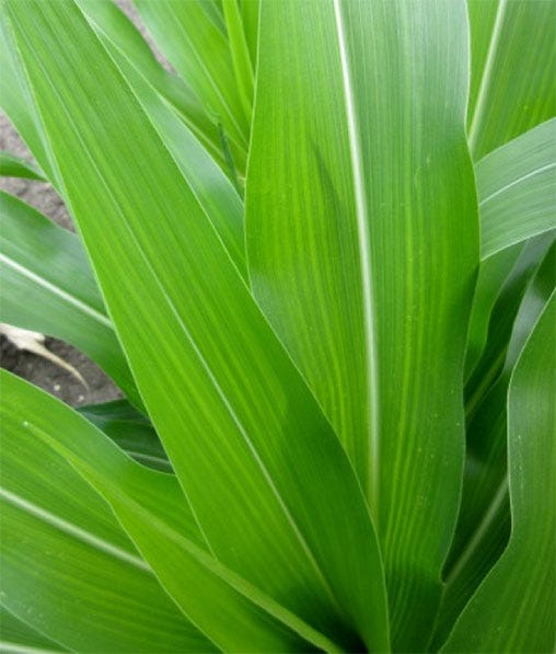 Leaf striping on corn? Check soil pH, magnesium and sulfur levels ...