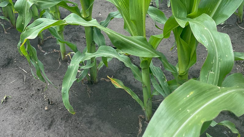 Corteva highlights Nexta biologicals, talks ROI - Michigan Farm News