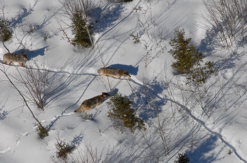 DNR: No significant change in Michigan's wolf population - Michigan ...