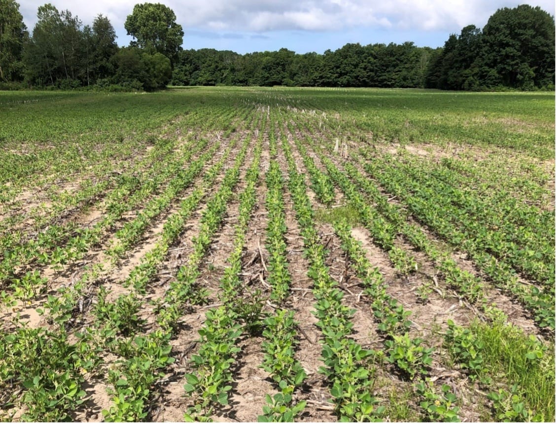 Diagnosing early-season problems in soybeans - Michigan Farm News