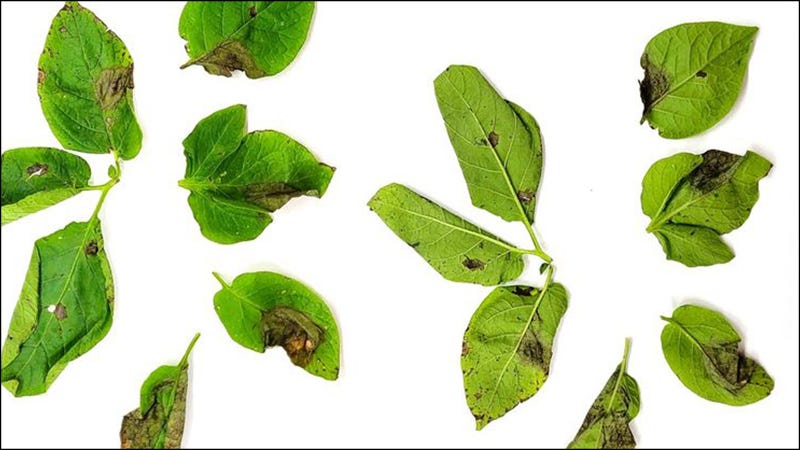 Potato late blight detected in 2 Montcalm County commercial field areas ...