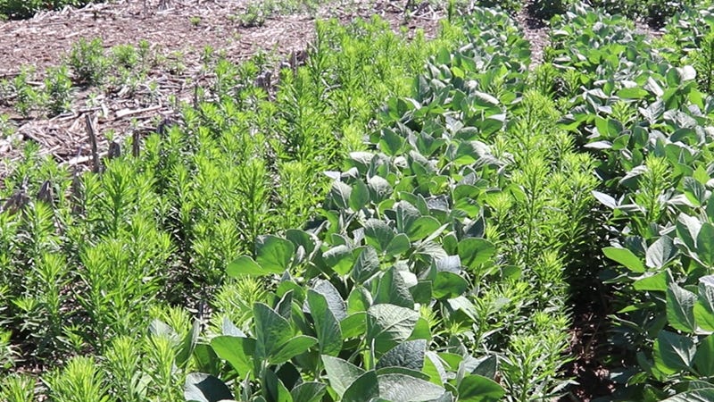 VIDEO: 2021 Soybean weed control begins today - Michigan Farm News