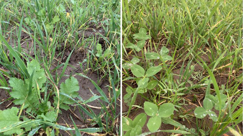MSU cover crop demonstration plots open for tours through Oct. 31 ...