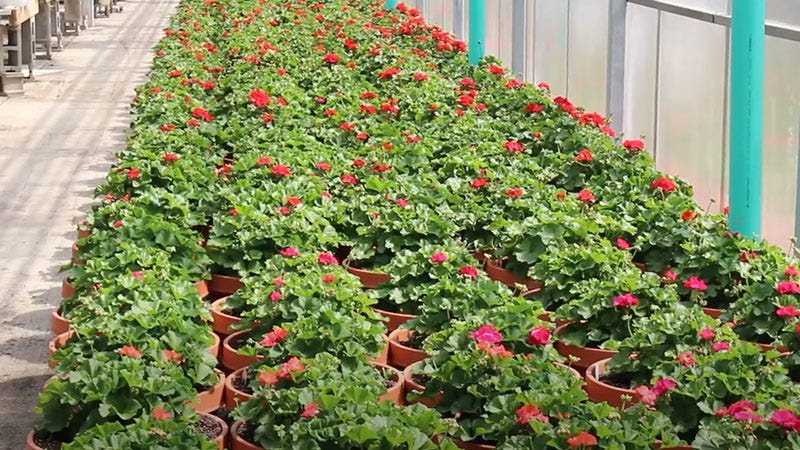 MFB steps up campaign for state’s greenhouse growers, plant industry ...