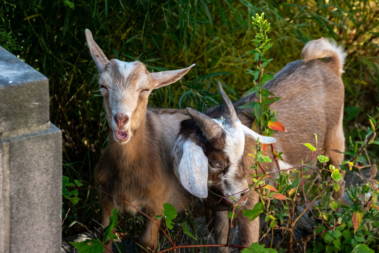 Metro-Detroit farmer uses goats, personal connection to help ‘beautify ...