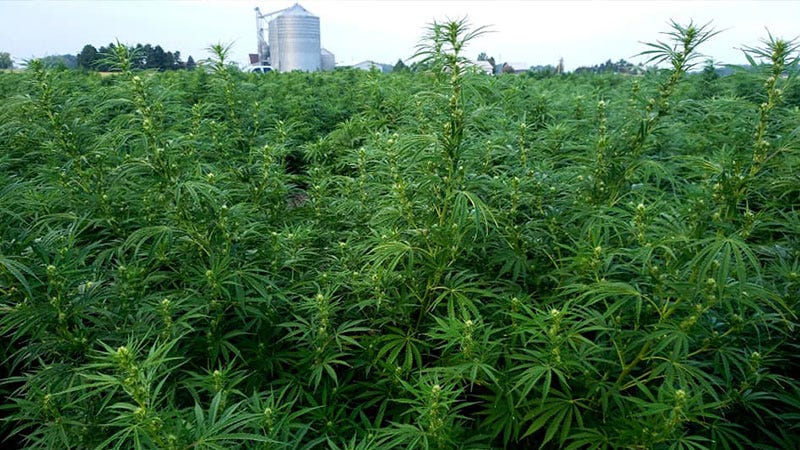 VIDEO: Industrial Hemp legislation is making its way through the state ...