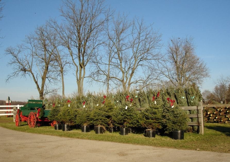 VIDEO: It’s been a big year for real Christmas tree sales - Michigan ...