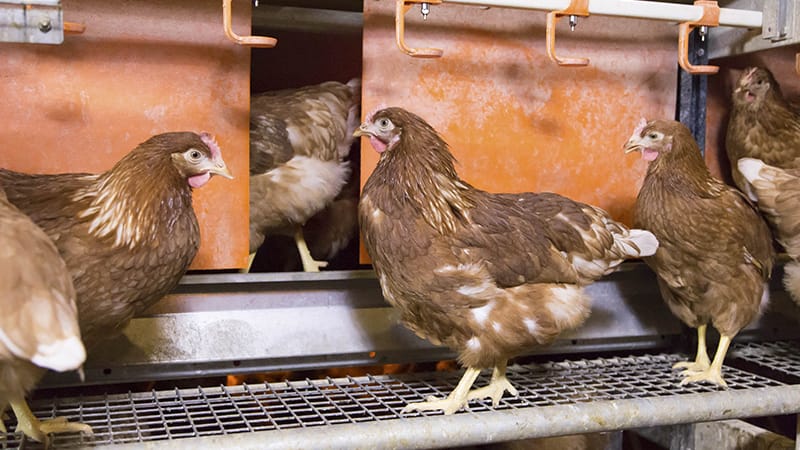Herbruck's Poultry Ranch lays off 400 workers due to HPAI - Michigan ...