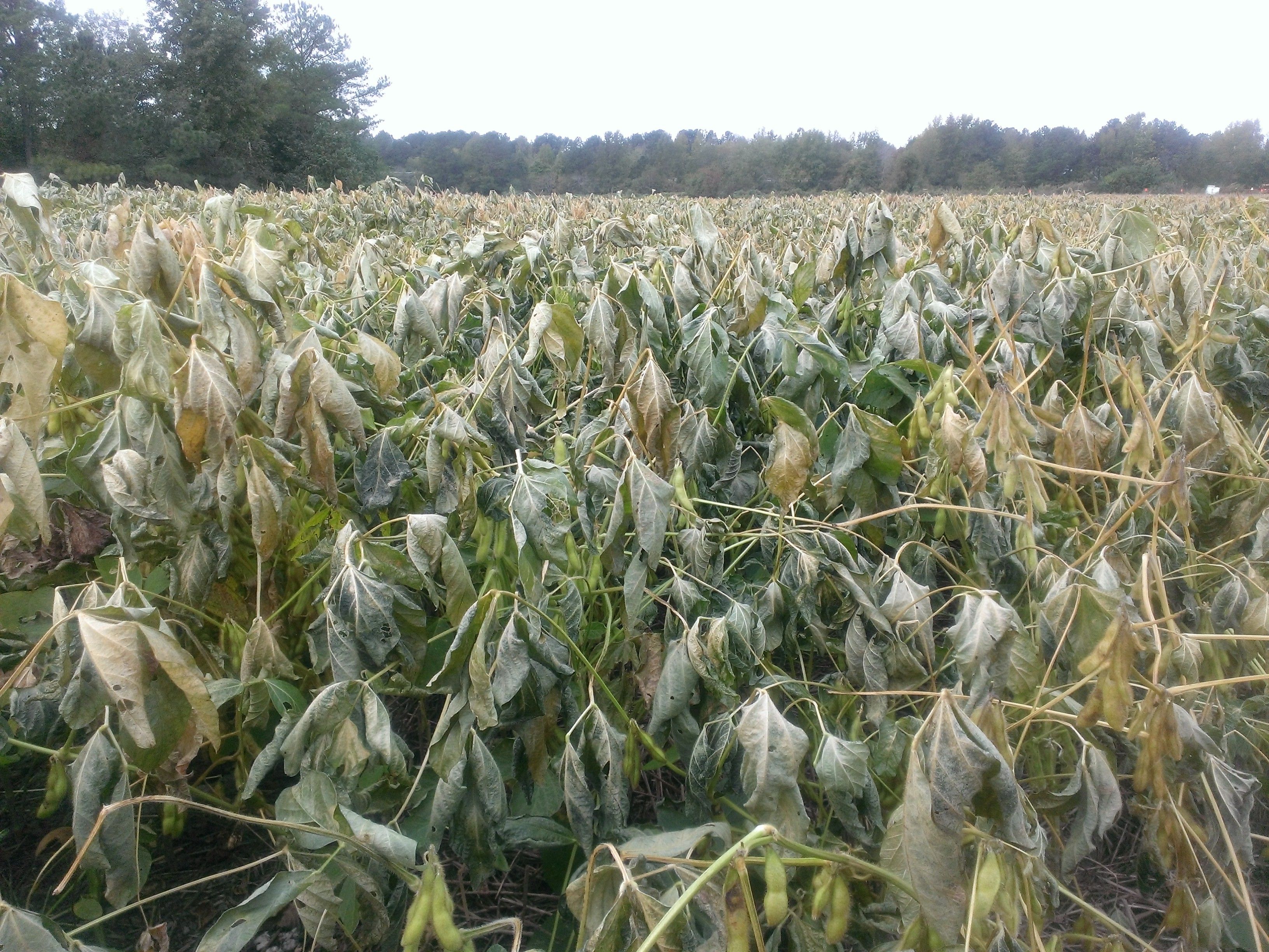 Harvesting, drying, and storing late-planted and frost-damaged soybeans ...