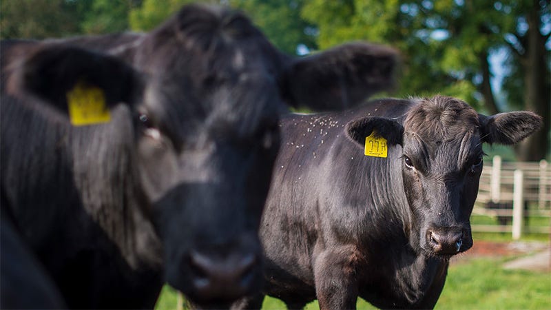 USDA launches pilot Cattle Contracts Library - Michigan Farm News