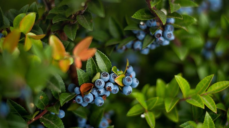 USHBC launches second class of Blueberry Leadership Program to empower ...