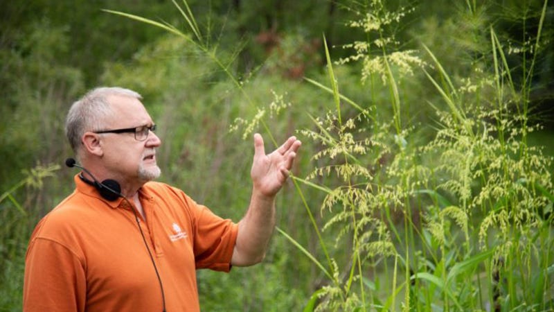 Tribes fight long odds to restore wild rice, their history - Michigan ...