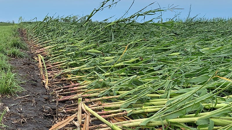 Crops - Michigan Farm News