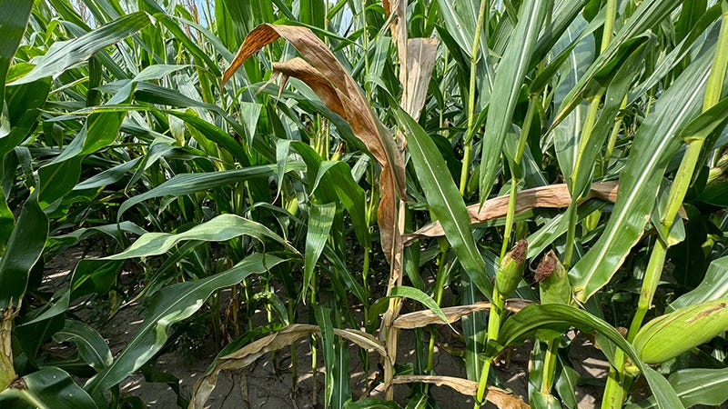 Be vigilant for crown rot in corn — early harvest may be warranted ...