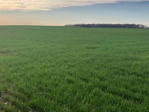 What are your best herbicide options for weed control in wheat ...