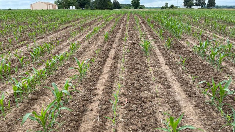 Estimating corn maturity vs. frost dates: Online tool 'Useful to Usable ...