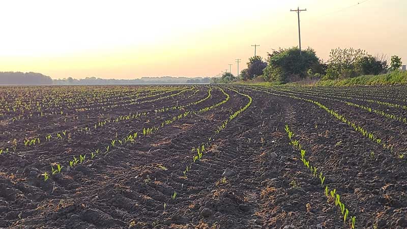 Michigan corn planting doubles, most states well ahead of 5-year ...