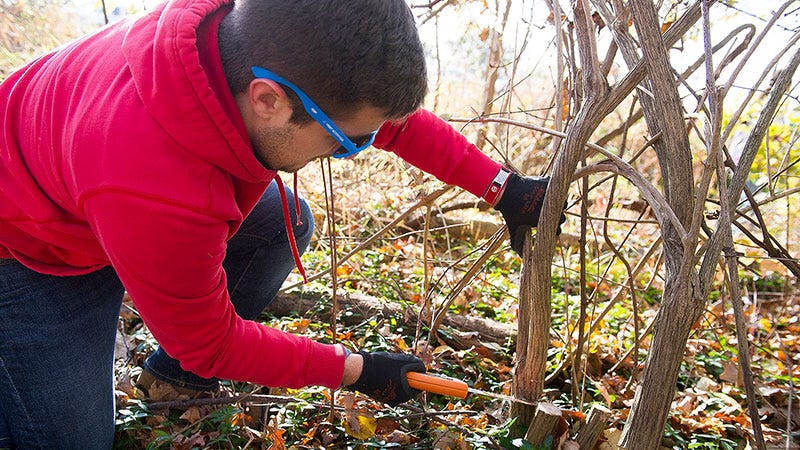 Help remove invasive species, restore natural areas at state parks ...