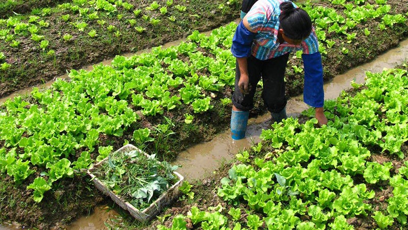 $120M coming from PepsiCo, Walmart to support 'regenerative ag ...