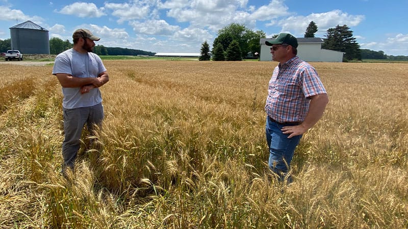 VIDEO: Wheat growers encouraged to scout fields ahead of harvest ...