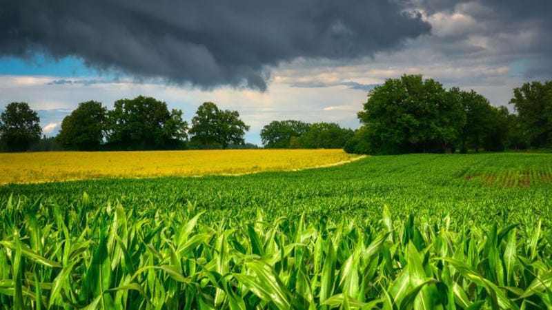 Margin Protection program coverage expanded for Michigan field crops ...