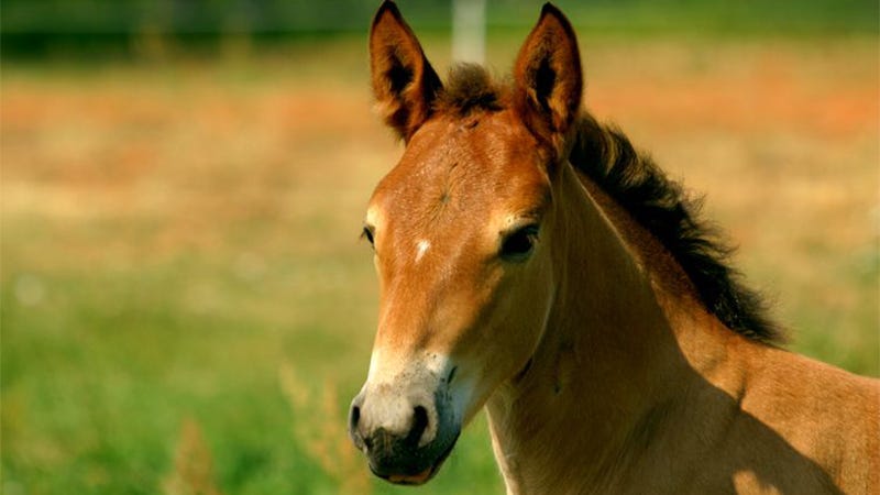 Michigan horse tests positive for EEE, marking year's first case ...