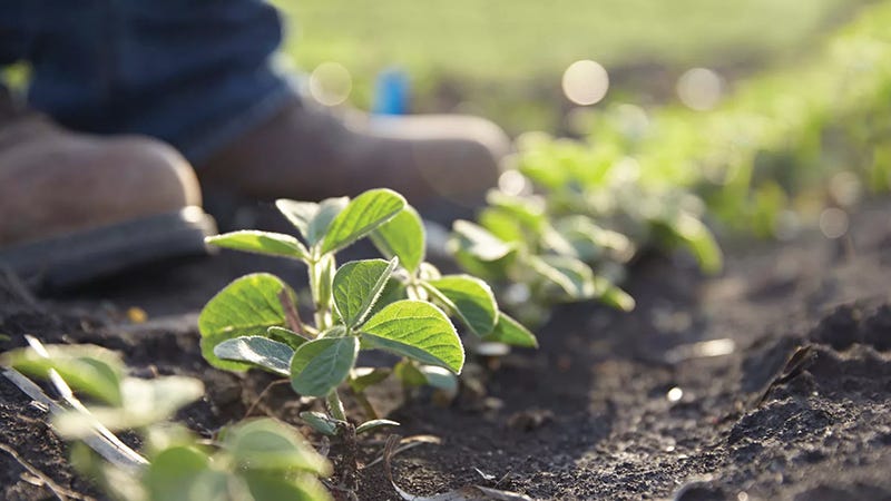 BASF's new soybean seed treatment creates 'living biological barrier ...