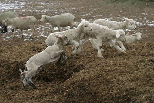 New consumer study reveals growing interest in lamb - Michigan Farm News