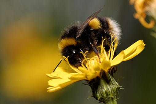 Refining pesticides to kill pests, not bees - Michigan Farm News