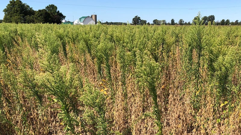 Tips for reducing the spread of herbicide-resistant weed seed in ...