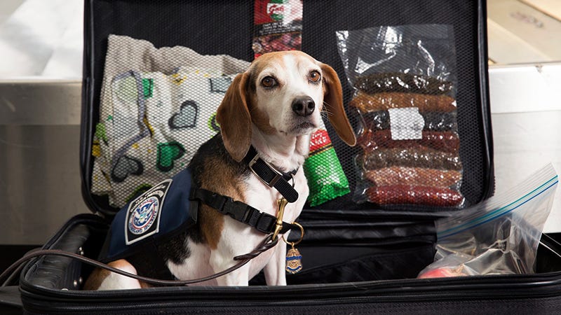 Beagle Brigade Act finally becomes law in win for biosecurity ...