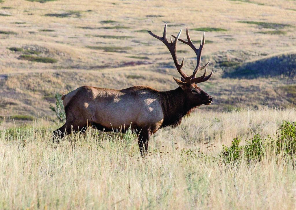 First two CWD cases in Michigan elk confirmed at Kent County cervid ...