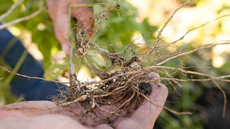 Soybean cyst nematode’s continued spread renews focus on $1.5B threat ...