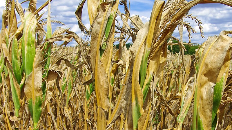 USDA to deliver second round of crop disaster assistance for farmers ...