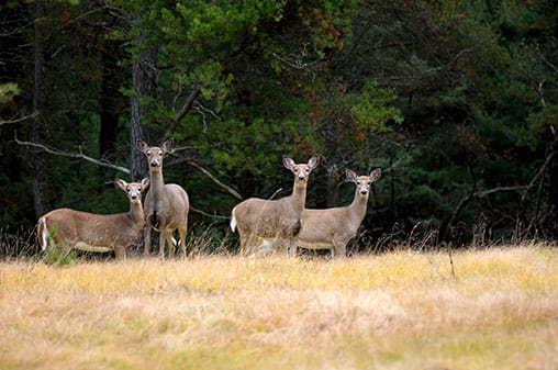 Osceola County deer farm, ranch owner arraigned on several violations ...