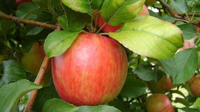 Michigan tree fruit growers approve research and development referendum ...