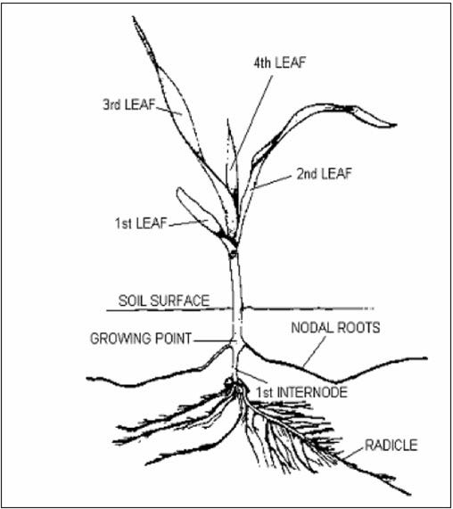 Corn planting depth: What’s best? - Michigan Farm News