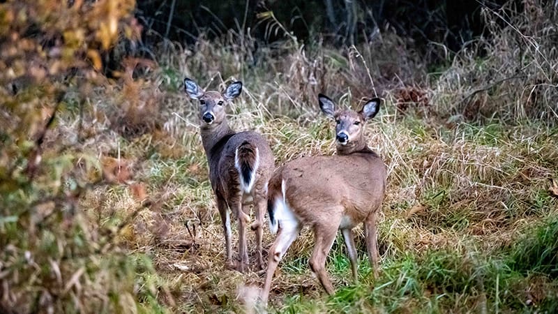 An open letter to Michigan’s deer hunters - Michigan Farm News