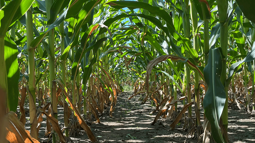 Expect warmer weather, accelerated development of crops in September ...