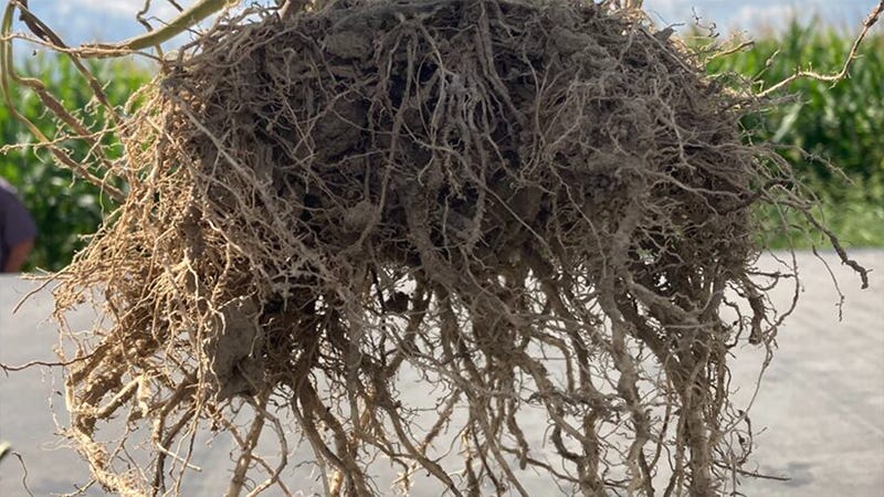 It’s report card time: Check your corn roots - Michigan Farm News