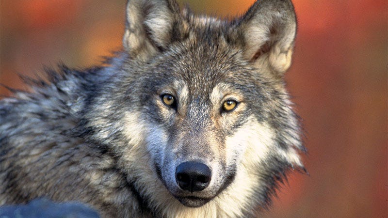 Protection for wolves still stirs controversy - Michigan Farm News